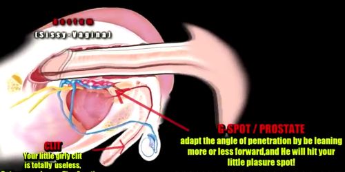 Shemale Anatomy Sissy Anatomy
