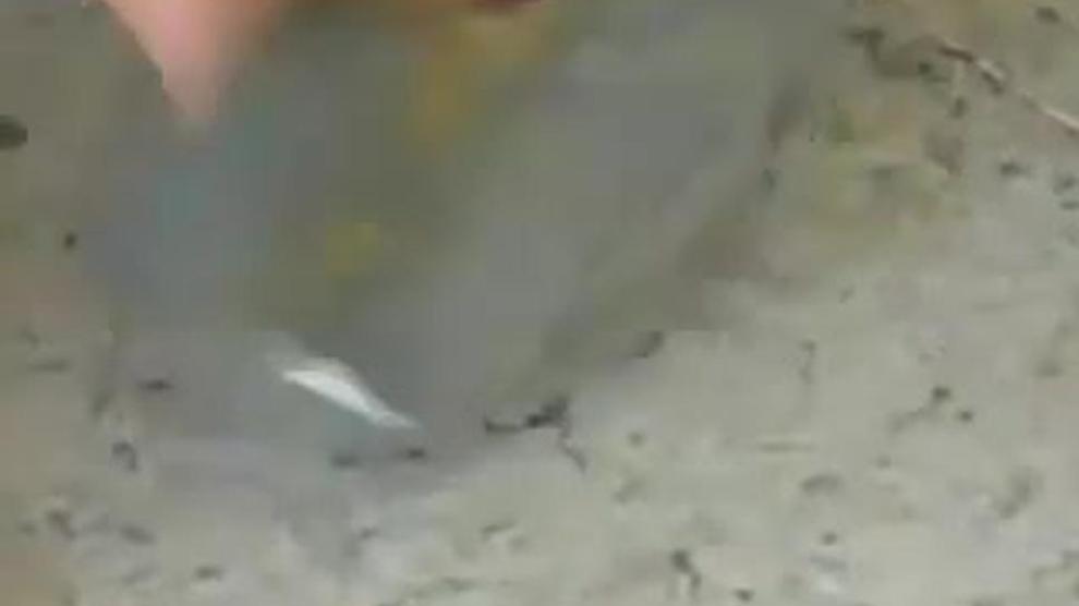 Shoe Play And Dangling 1