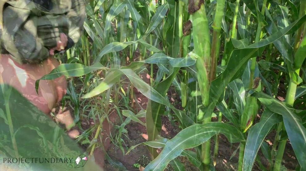Public Raincoat Sex In A Cornfield Projectsexdiary Porn Videos