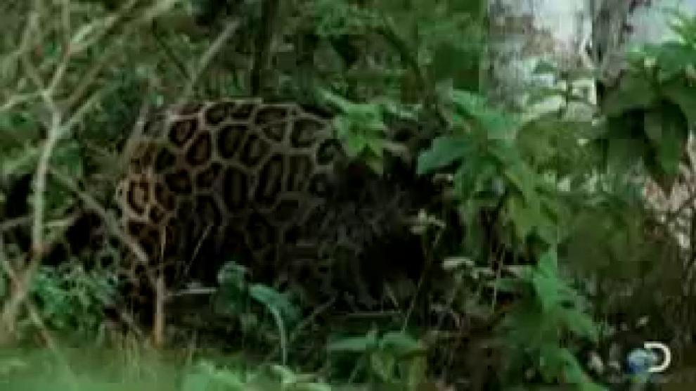 Naked And Afraid Surviving Naked In Panama Laura Porn Videos