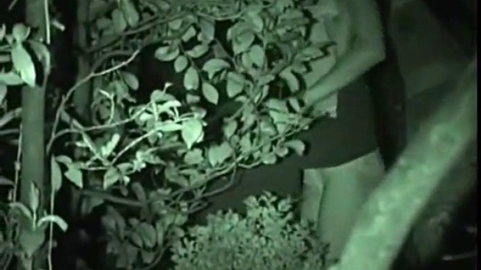 Street Park Sex Apocalypse Porn Videos