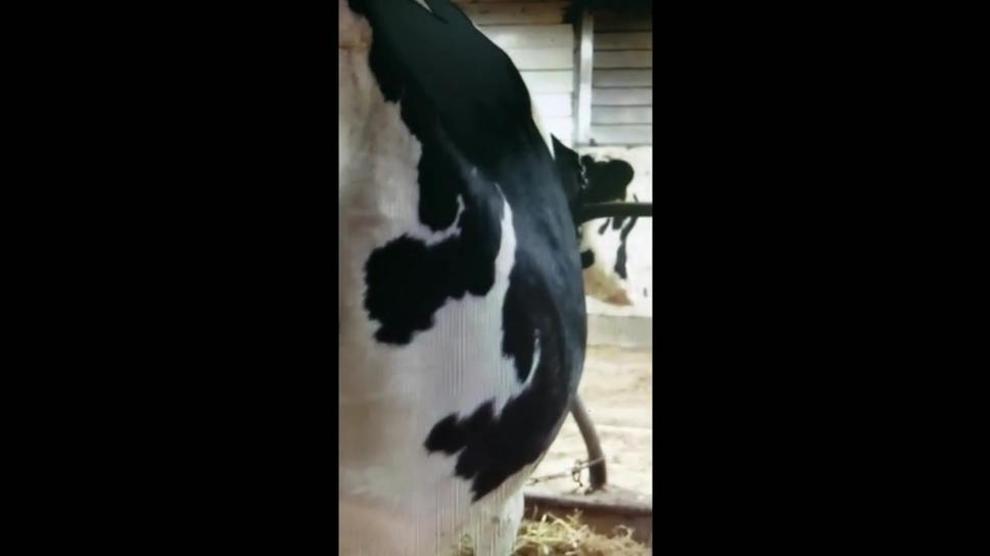 Cow Vore Edit 2815