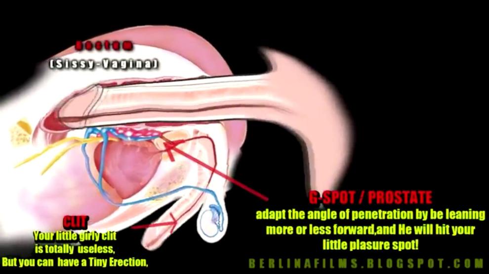 Shemale Anatomy Sissy Anatomy