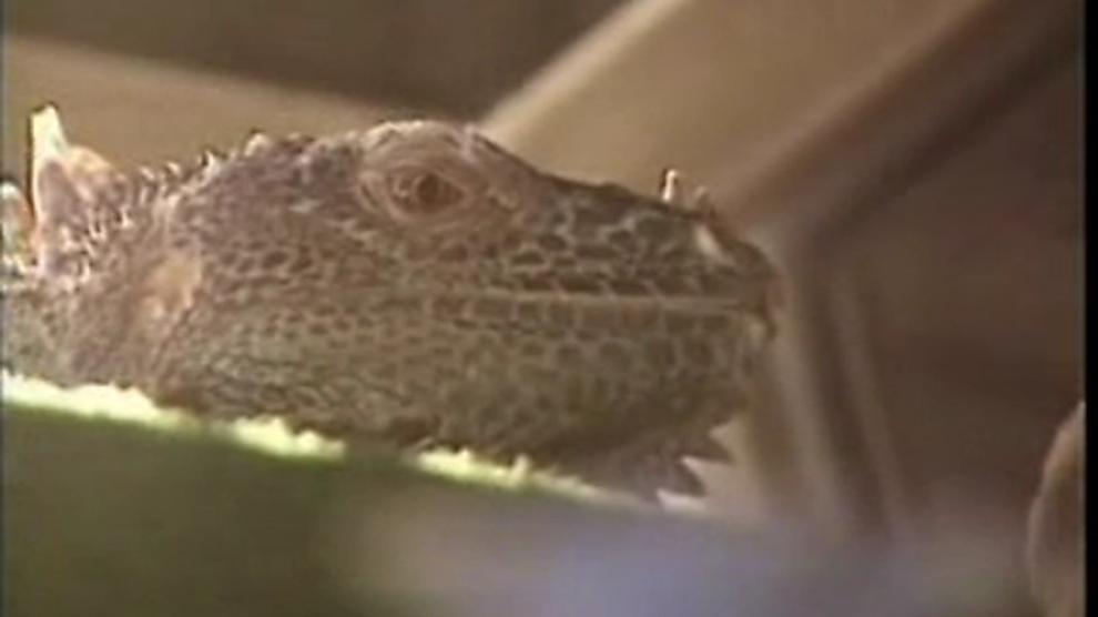 Extreme Sex Techniques The Lizzard Porn Videos
